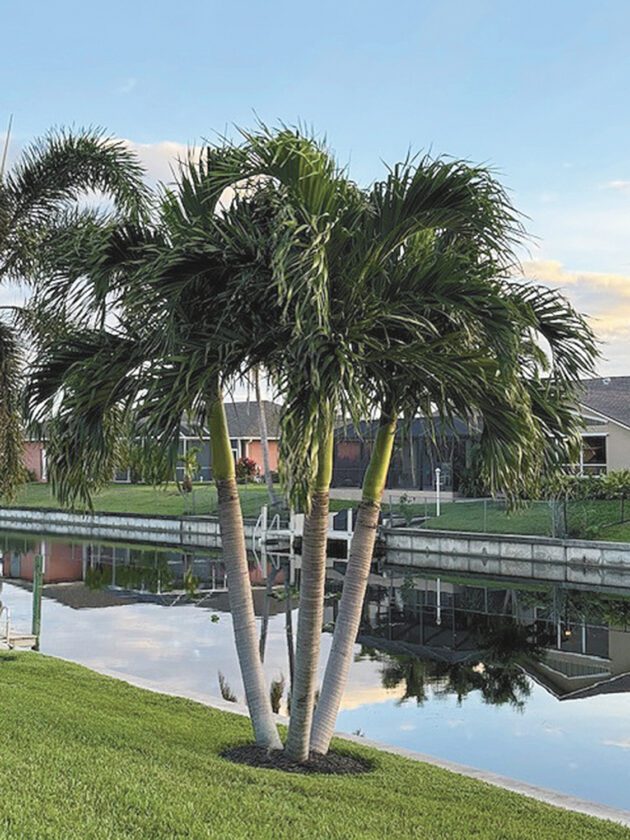 Garden Club of Cape Coral | Magical palms - Cape Coral Breeze